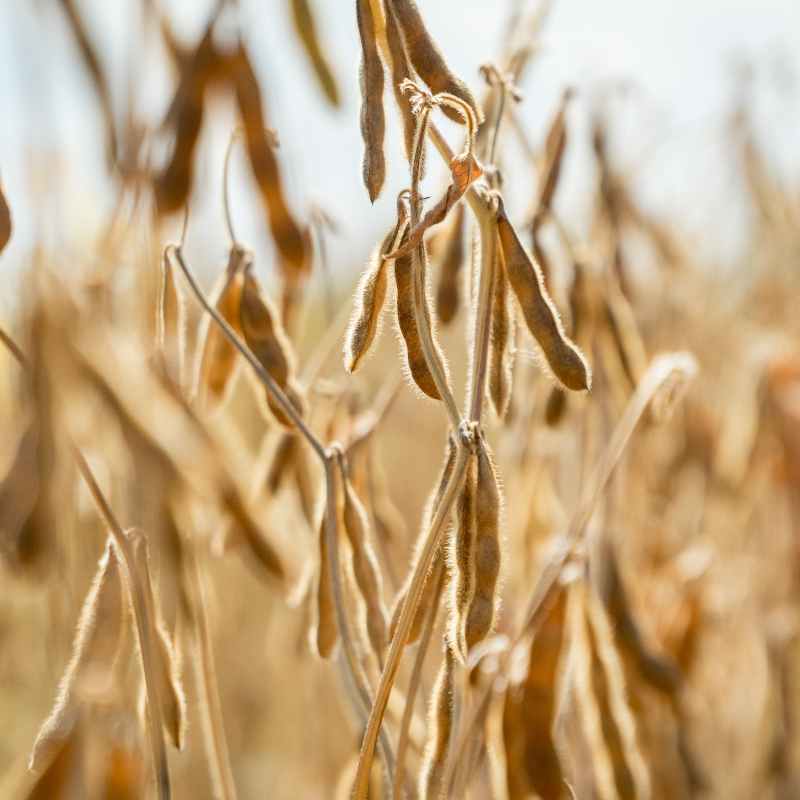 How Soybean Desiccation Leads to Better Yield