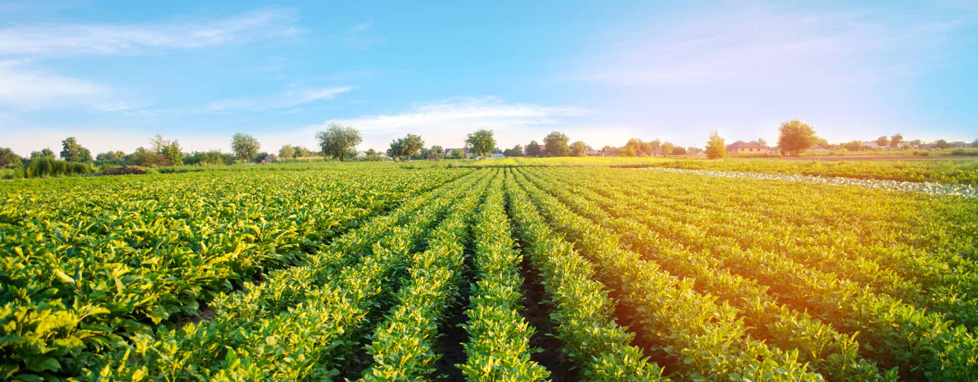 About the Simplot Company